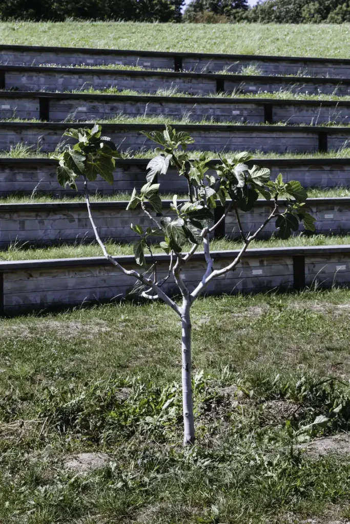 Feigenbaum - Am Himmel